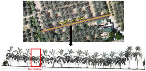 A Profile Section Taken From A Lidar Point Cloud Of A Palm Tree Farm