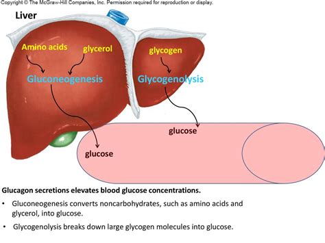 Endocrine System Section 1 Chapter Ppt Download