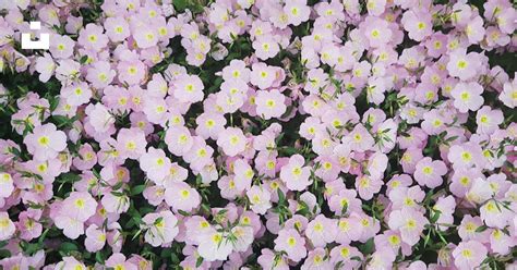 노란색 중심이있는 분홍색 꽃 무리 사진 Unsplash의 무료 분홍색 배경 이미지