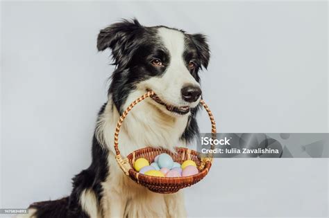 행복한 부활절 개념입니다 휴가 준비 귀여운 강아지 보더 콜리는 흰색 배경에 격리된 부활절 다채로운 달걀이 있는 바구니를 들고 있다 봄 인사말 카드입니다 4월에 대한 스톡