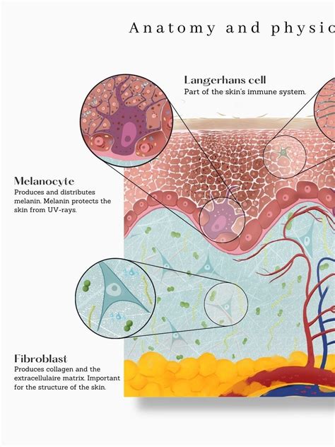 Digital Huid Anatomie Skin Graphic Anatomy Poster Skin Intruction