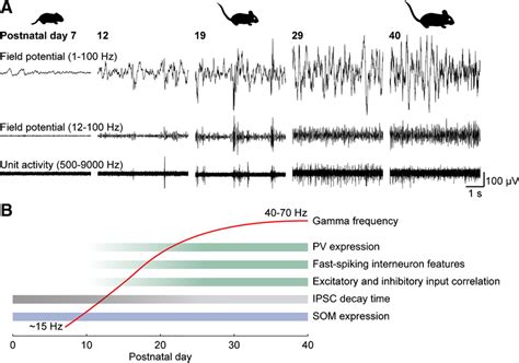 Gamma Oscillations Increase In Frequency During Postnatal Development Download Scientific