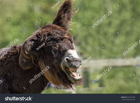 Dumb Looking Animals
