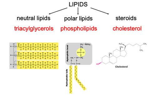 Lec 18 Synthesis Of Lipids Flashcards Quizlet