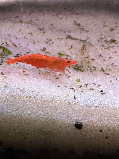 Sex My Shrimp Rshrimptank