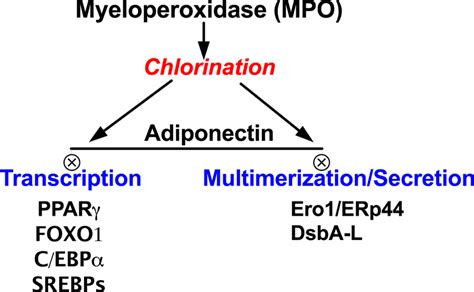 The Microcirculation In Adipose Tissue Inflammation Pmc