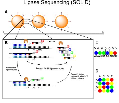 Figure 8 From A Glimpse Into Past Present And Future Dna Sequencing Semantic Scholar