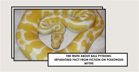 Are Ball Pythons Poisonous