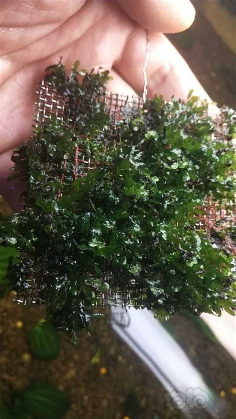 出点水草 泡泡水族