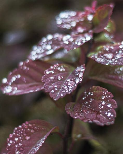 Premium Photo Close Up Of Wet Plant Leaves