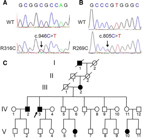 Trpv4 Mutations In Cmt2 A B Heterozygous Mutations C 946c T Download Scientific Diagram