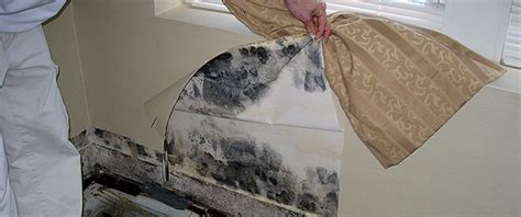 Hidden Mold Mold Inspection And Environmental Services