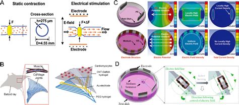 Figure 1 From Biohybrid Soft Robots Powered By Myocyte Current Progress And Future Perspectives