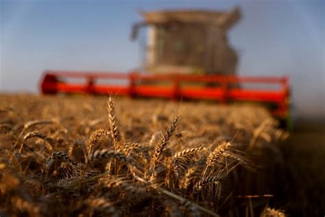 Índice Global De Preços Dos Alimentos Cai Pelo 6º Mês Em Setembro Diz
