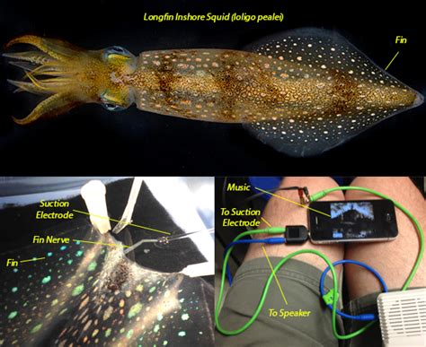 Insane In The Chromatophores Cypress Hill Played Through Squid Cells