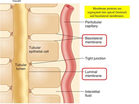 Test 3 Hemorrhage Diagram Ppt Download