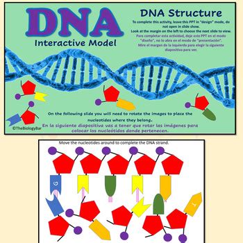 ESL ELL Biology DNA Interactive PPT Model By The Biology Bar TpT