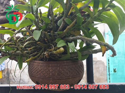 Duadongduong Com Gallery Dong Duong Coconut Company Limited