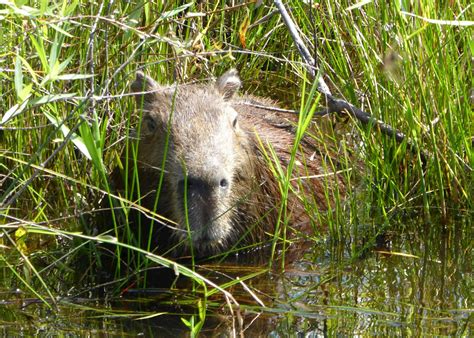 Argentina Wildlife Itinerary Audley Travel Uk