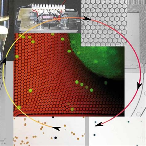 Pdf Fluorescence Activated Droplet Sorting Fads Efficient Microfluidic Cell Sorting Based