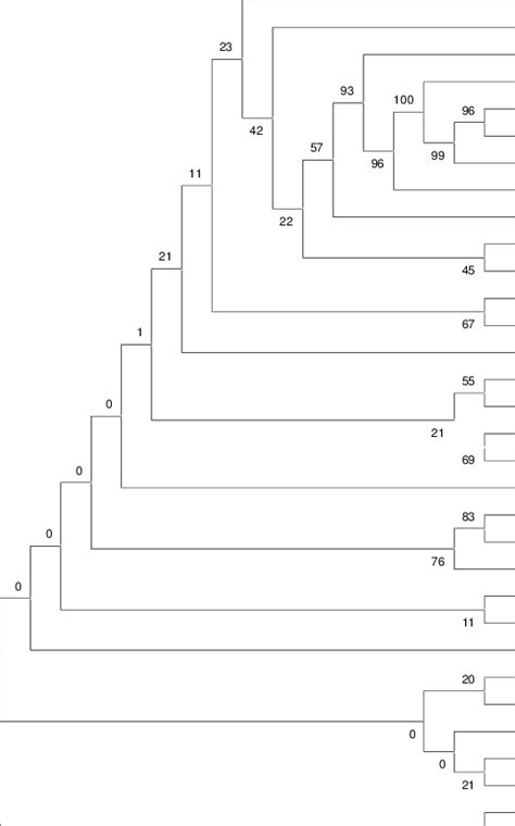 Neighbor Joining Phylogenetic Tree Showing Position Of Staphylococcus Download Scientific