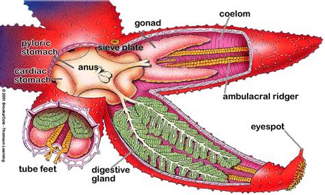 Enchinodermata Enchinoderms Digestive System In Phylums