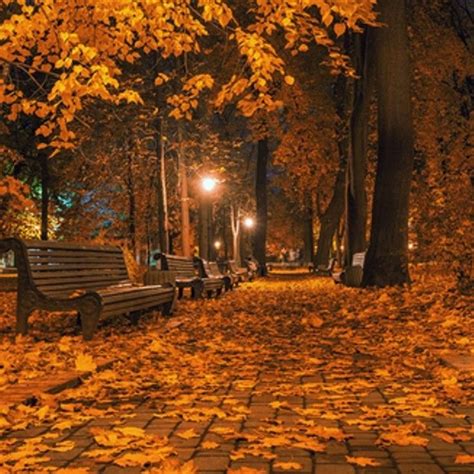 Colorful Autumn Street Scene Cozy Autumn Park Scene Golden Autumn