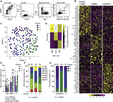 Atypical B Cells Are Part Of An Alternative Lineage Of B Cells That Participates In Responses To