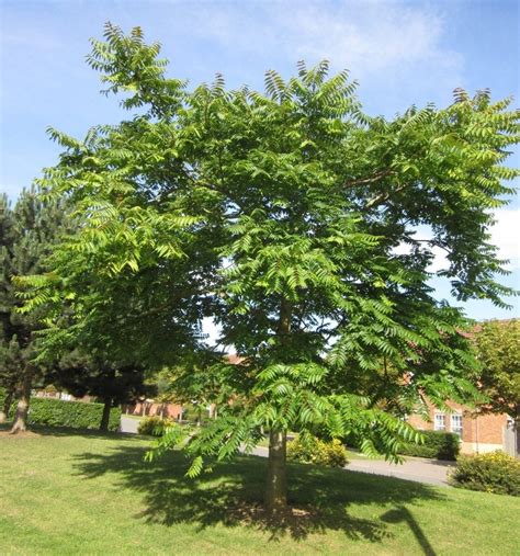Tree Of Heaven Tree Guide UK Tree Of Heaven