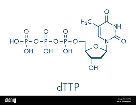 Thymidine Triphosphate Ttp Nucleotide Molecule Dna Building Block Skeletal Formula Stock