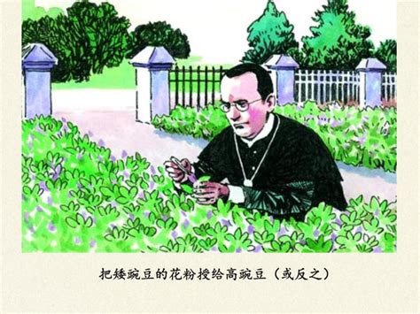 初中生物北师大版八年级上册第3节 性状遗传有一定的规律性课文内容课件ppt 教习网课件下载