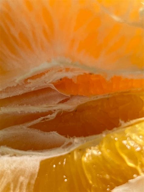 한라봉에 검은색 점 씨가 잇어여 지식in