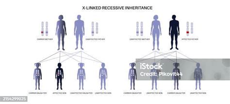 X Linked Recessive Inheritance Stock Illustration Download Image Now