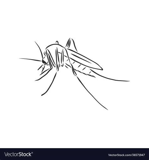 Hand Sketch Mosquito Mosquito Sketch Royalty Free Vector