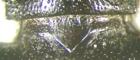 10 Scutellum Structure Of 9 Dixus Genohensis Sp N 10 Dixus Download Scientific Diagram