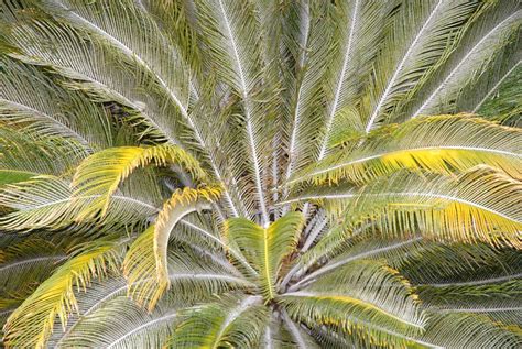 Fixing White Spots On Sago Palms How To Get Rid Of White Scale On Sagos Sago Palm Palm Trees