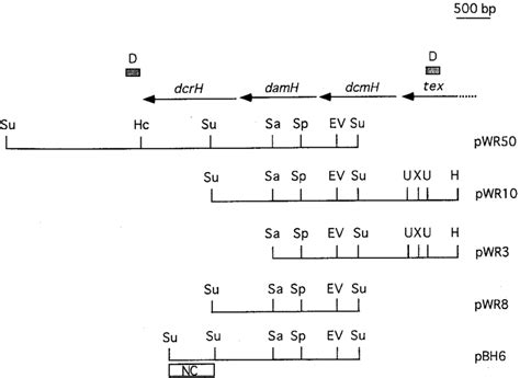 Partial Restriction Map Of The Relevant Restriction Sites In The