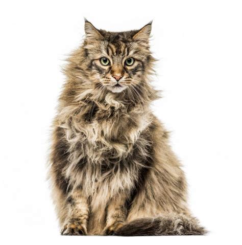 白色背景中的一只猫咪图片 白色背景里的一只坐着的猫咪素材 高清图片 摄影照片 寻图免费打包下载