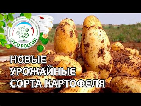 Сорт Картофеля Гулливер Характеристика Отзывы Фото — Фото