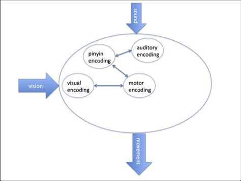 Schematic Representation Of The Putative Neural Encoding Processes