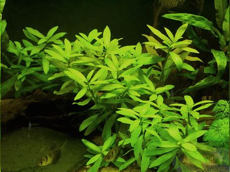 Subwassertang Lomariopsis Lineata Ultimate Care Guide Fish Laboratory