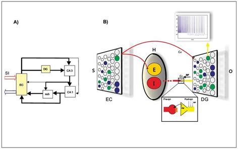 A Simplified Schematic Depiction Of Hippocampal Circuitry Sensory Download Scientific Diagram