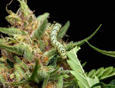 How To Use Male Cannabis Plants Cannabis Seeds Humboldt Seed Company