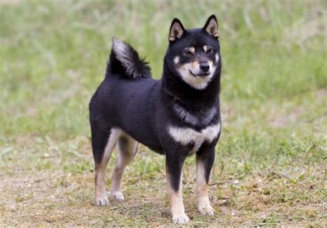 Black Shiba Inu Facts About The Shiba Inu That You May Not Know