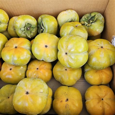 과수야 과일 수산 야채 정육 건어물 간식 Band