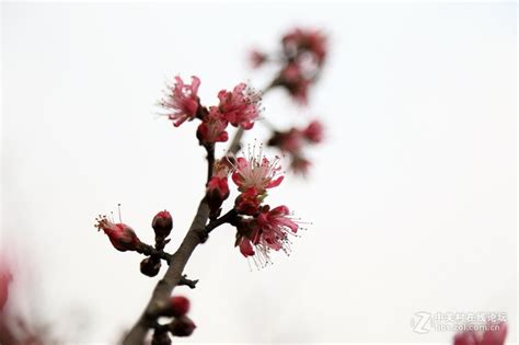 路边桃花随意拍 中关村在线摄影论坛