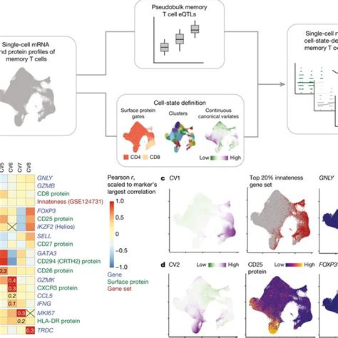 Modelling Memory T Cell States And Eqtls A Single Cell Eqtl Modelling