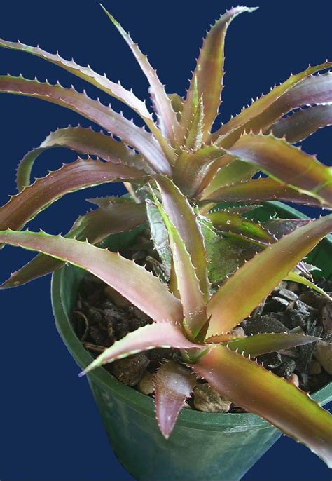 Bromeliads In Australia Orthophytum Copper Penny