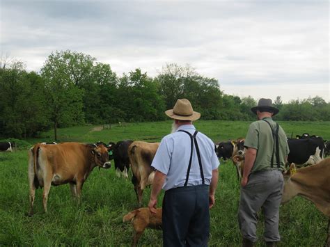 Dairy Farming The Amish Way Dairy Global