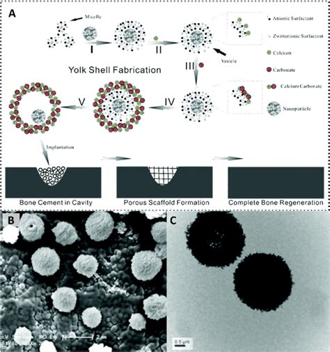 Schematic Diagram Of The Formation Of Yolk Shell Particles And Its